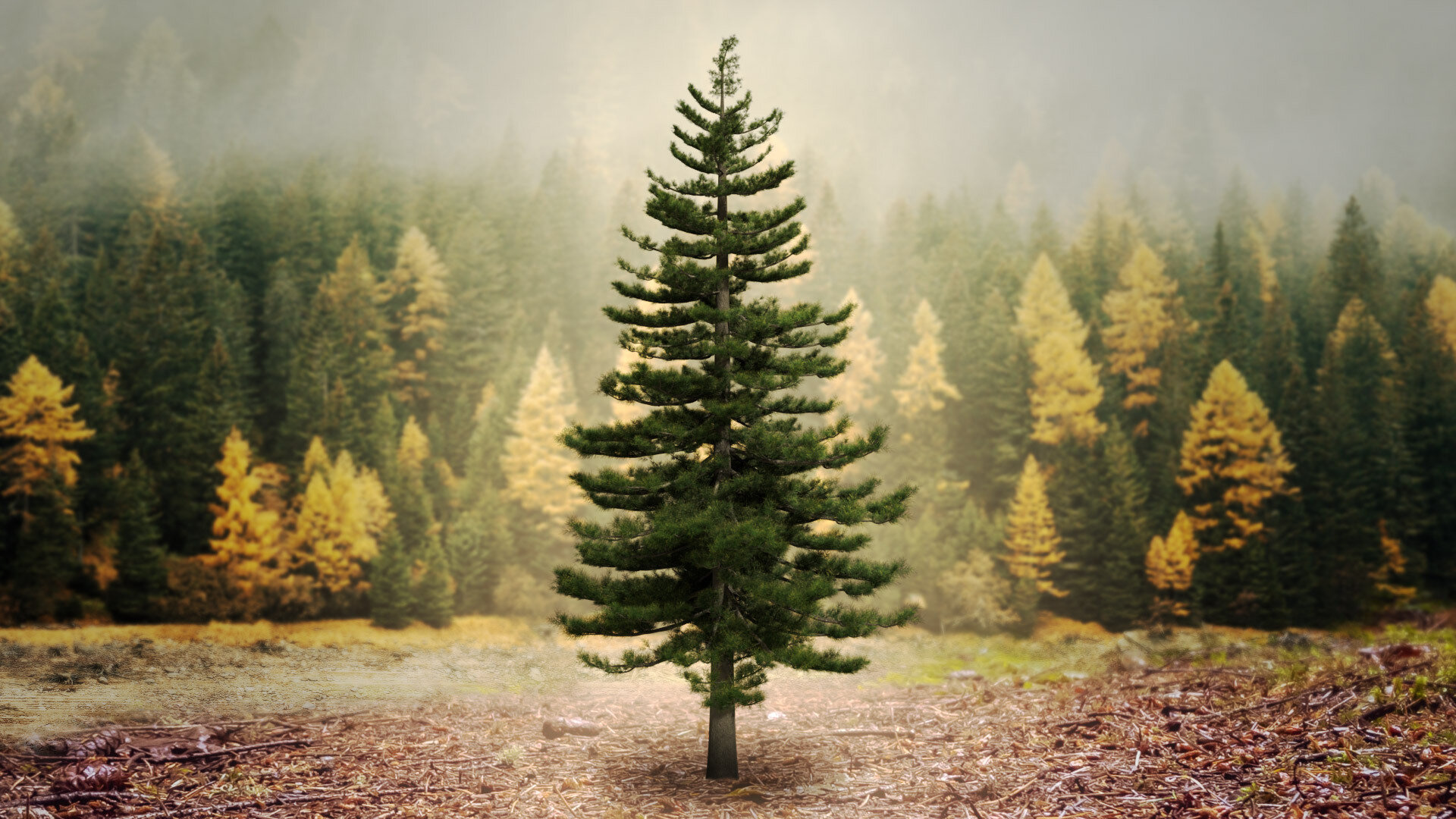 Pine Trees Stock Footage Collection | ActionVFX